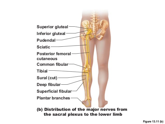 Superior Gluteal Nerve Injury