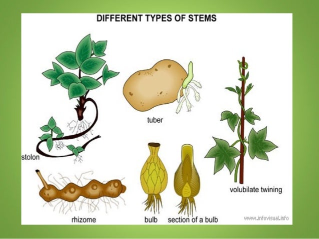Stems Slides Stems Slides