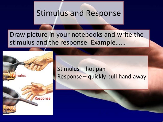 Stimuli Lesson 2