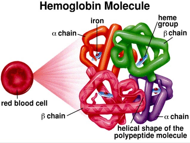 Structure And Function Of Hemoglobin