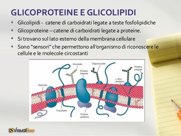 Struttura delle cellule