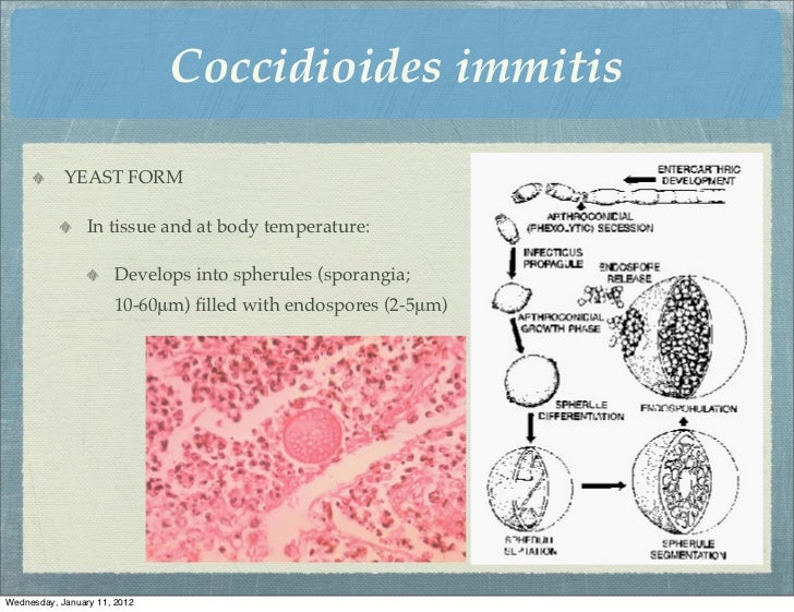 Systemic Mycoses