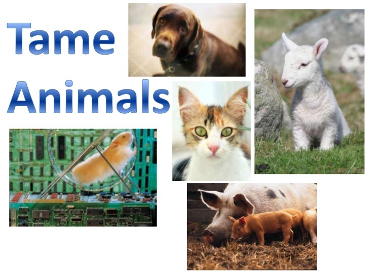 Tame animal slide show