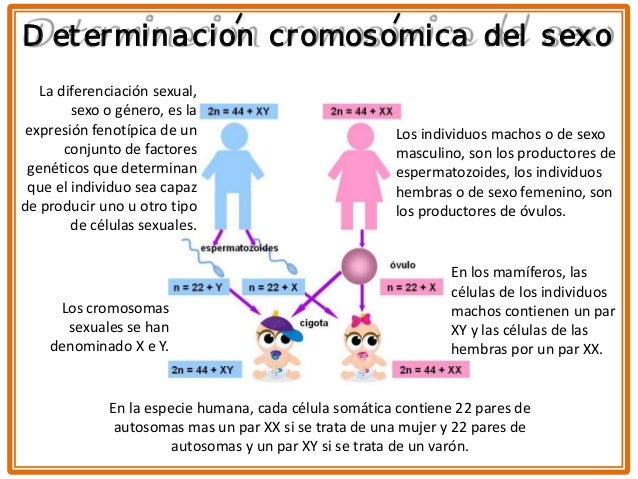 Los Cromosomas