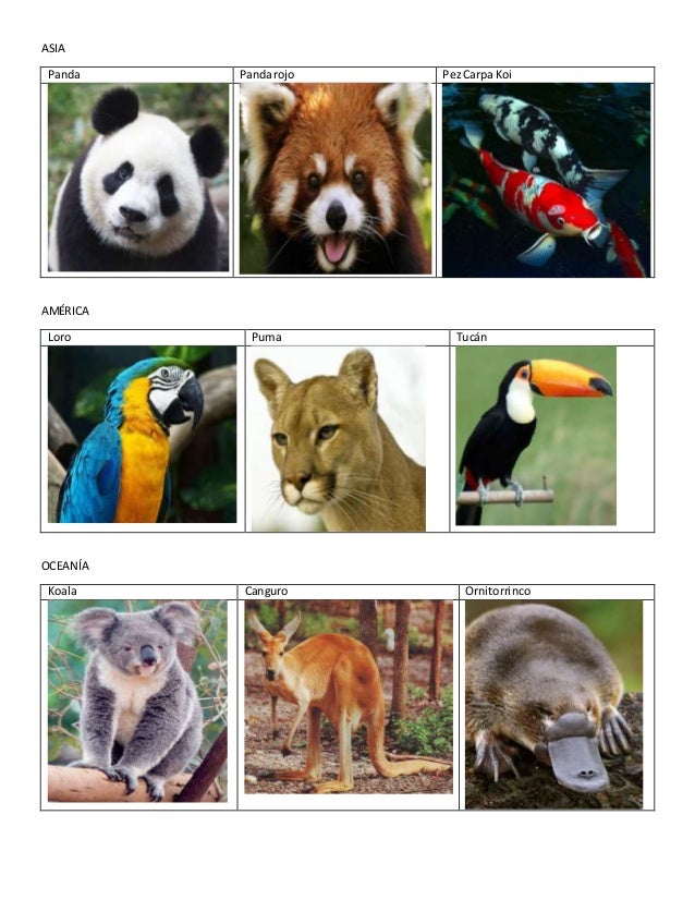 Los animales y sus continentes