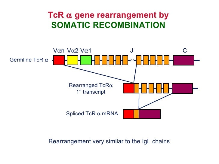 T Cell Antigen Receptor
