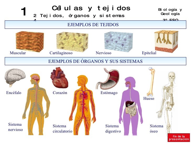 Tejidos Del Cuerpo Humano Tejidos Del Cuerpo Humano A - vrogue.co Tejidos Del Cuerpo Humano Tejidos Del Cuerpo Humano A - vrogue.co