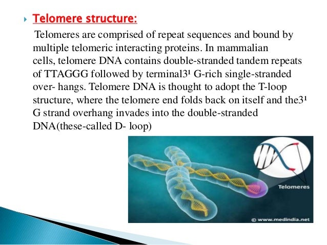 Telomere Ppt