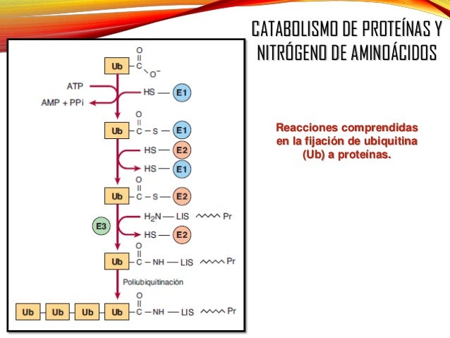 CATABOLISMO DE PROTEÍNAS Y DE NITRÓGENO DE AMINOÁCIDOS