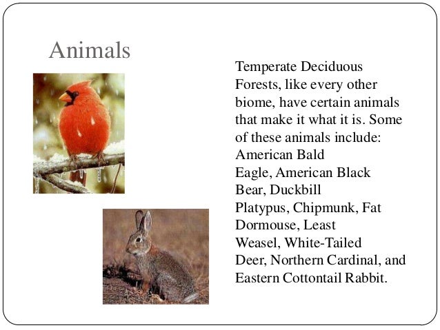 Temperate Deciduous Forest temperate-deciduous-forest