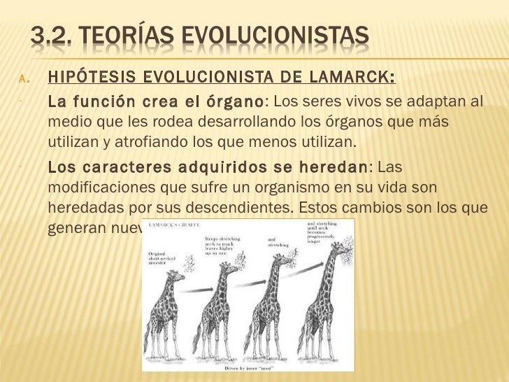 Teoria Sobre La Evolucion : Teoría de Evolución de especies