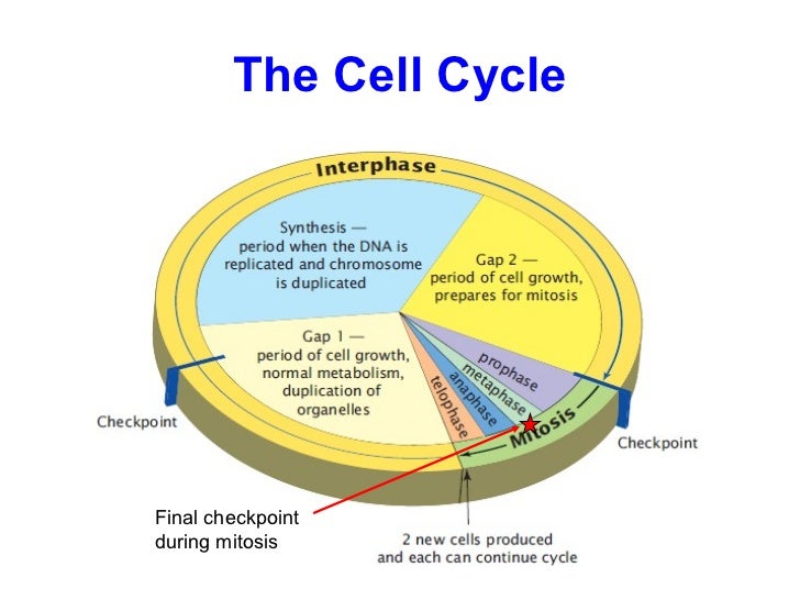 Cell Cycle Diagram With Checkpoints
