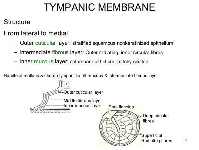 The ear. auditory pathway and olfactory pathway