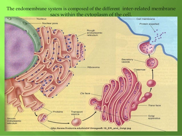The Endomembrane System