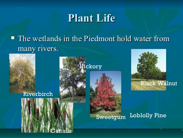 The five regions of georgia