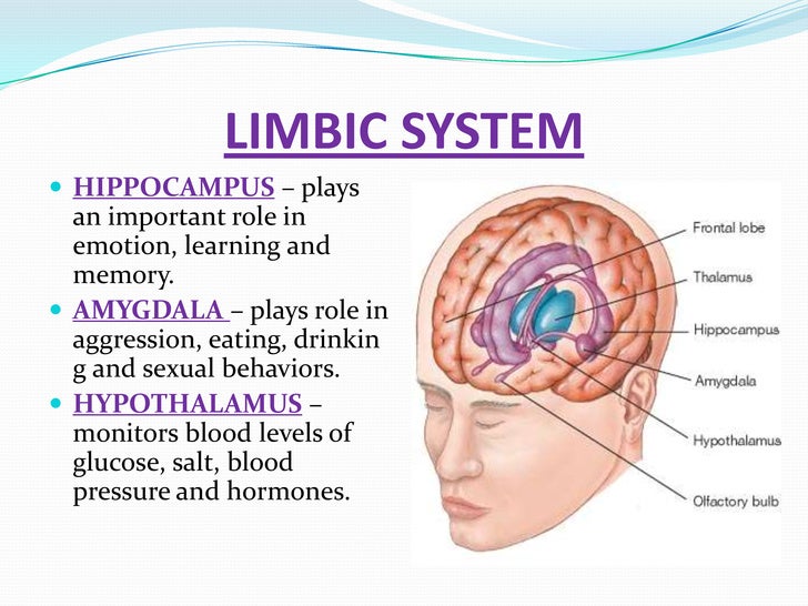 THE HUMAN BRAIN By Nadia Abdulallah the-human-brain-by-nadia-abdulallah