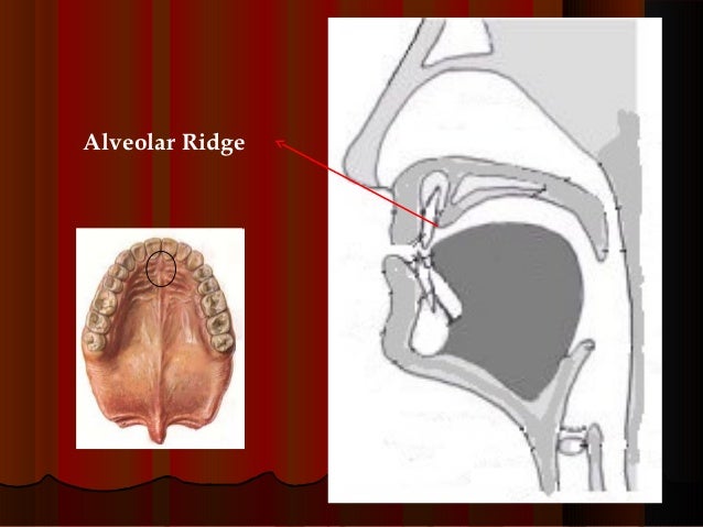 The organs of speech and their function