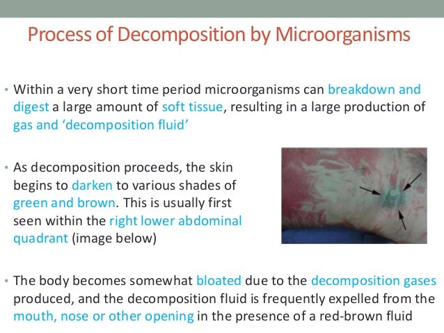 The Role of Micro-Organisms in the Decomposition of Organic Matter an…