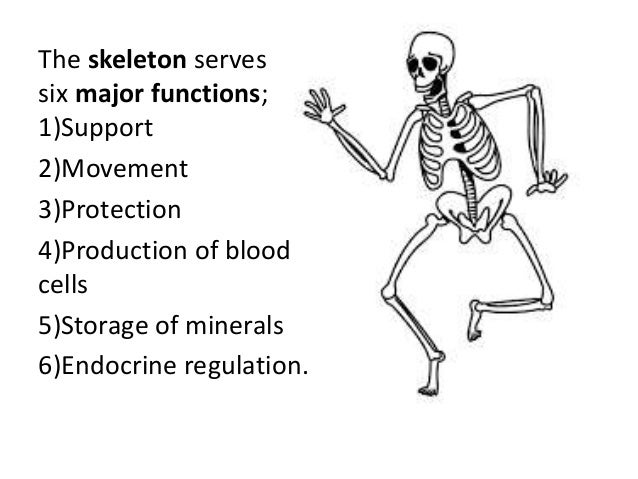The Skeletal System thumbs Lesson the-skeletal-system-thumbs-lesson