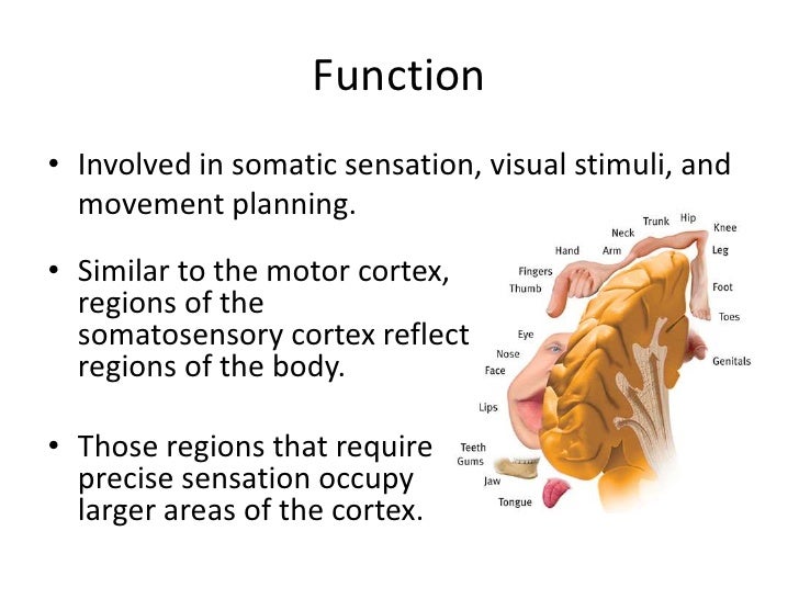 The Somatosensory Cortex