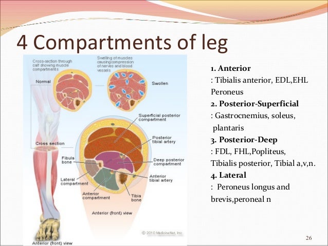 Compartment syndrome, acute, chronic, anatomy and operation