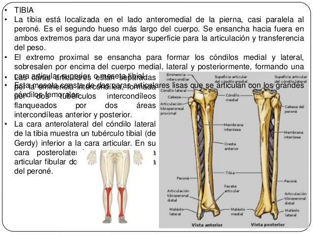 Tibia y peroné