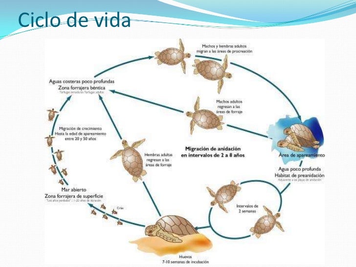 Ciclo de vida de la tortuga - Imagui
