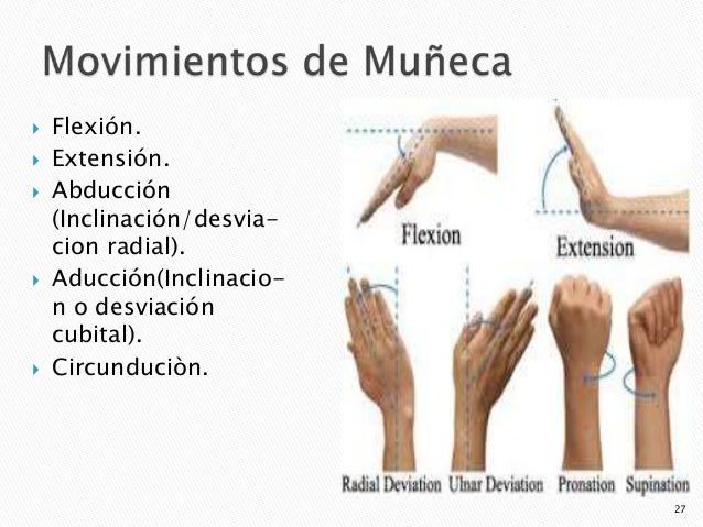 articulaciones y músculos agonistas