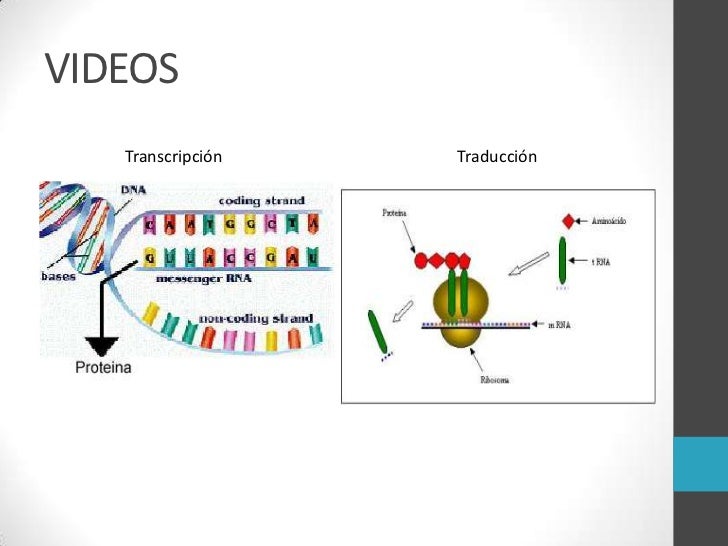 Transcripción Y Traducción Del Adn