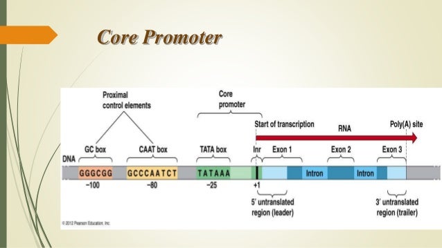 Transcription Regulatory Elements