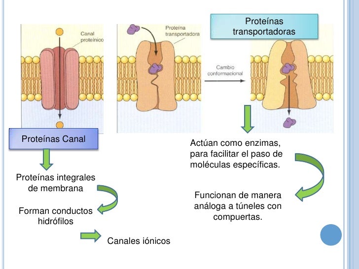 Transporte a través de la membrana celular