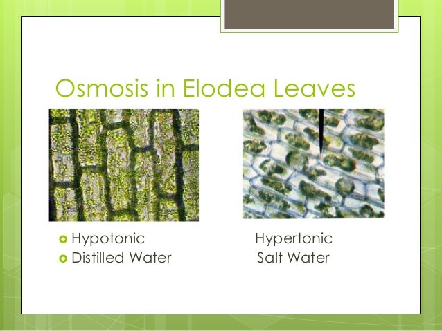 Elodea Cell In Salt Water