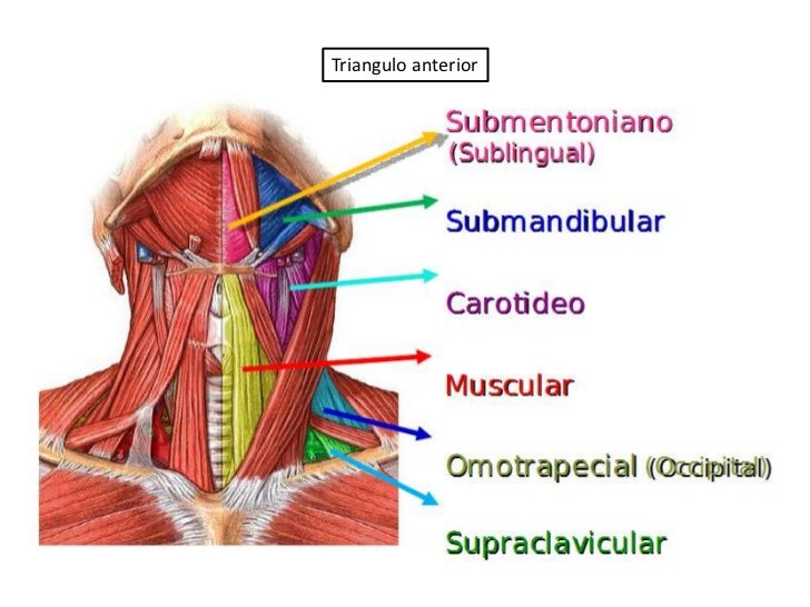 Triangulos del cuello.