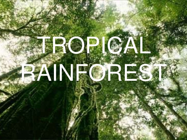 Tropical Rainforest Tropical Rainforest Biotic Factors