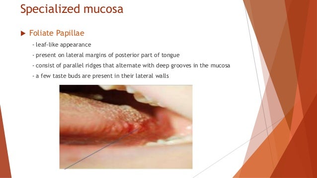Types of oral mucosa