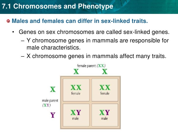 Unit 7 Chromosomes And Phenotype