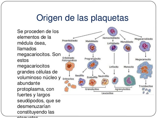 Las plaquetas. Origen, formación y función