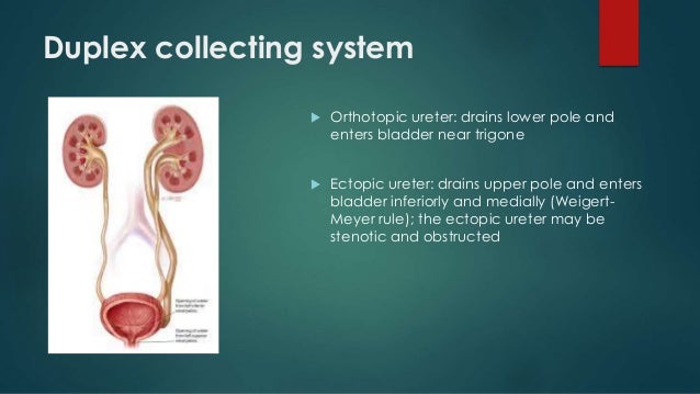 Urinary tract imaging and pathology