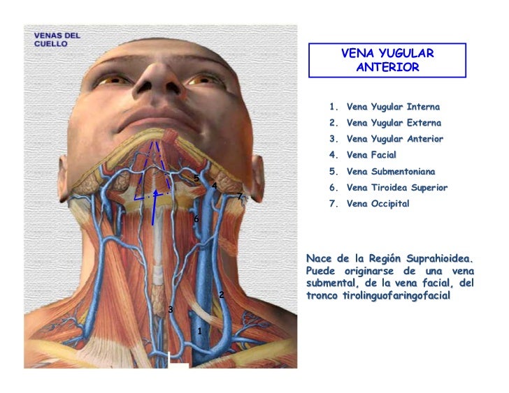 Vascularizacion De La Cabeza Y Cuello