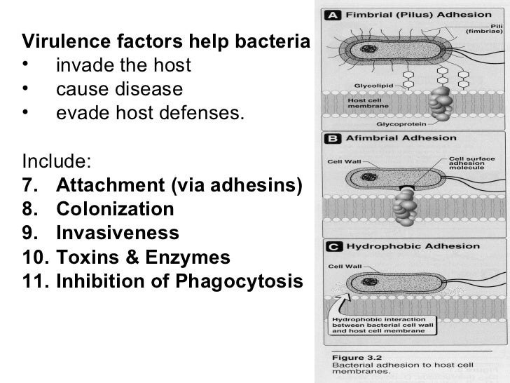 Bacterial Virulence