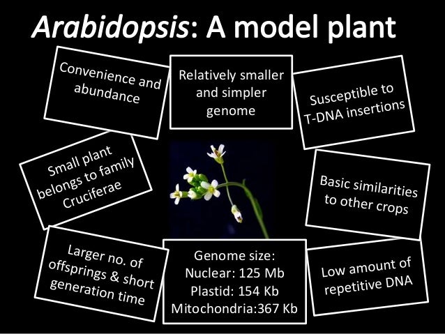 Whole genome sequencing of arabidopsis thaliana
