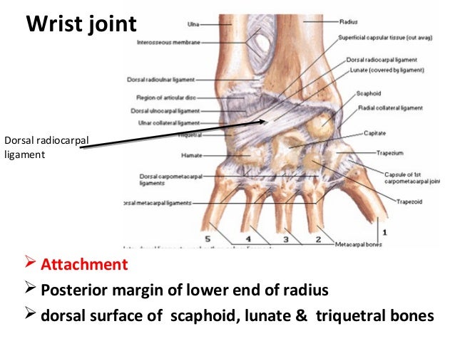 Radio-ulnar and Wrist joints