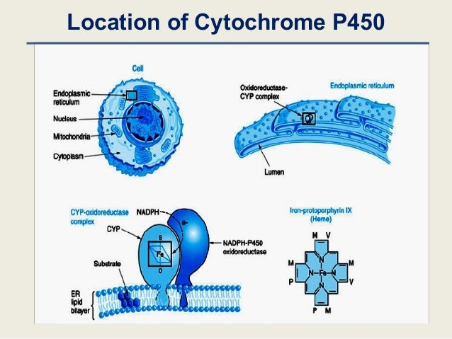 Xenobiotics and cyt p450 by dr rajender
