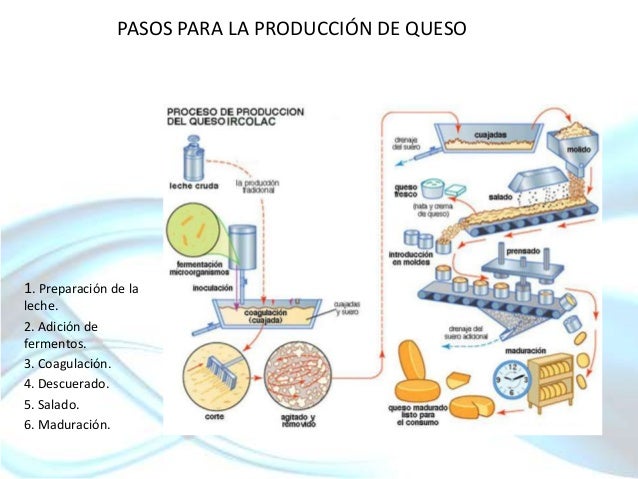 Sistemas Productivos: Proceso de Producción del Queso