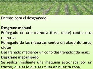Forraje verde hidroponico y milpa | PPTX