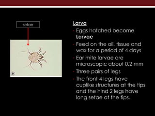 Parasite Otodectes cynotis in Kota Bharu | PPTX
