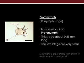 Parasite Otodectes cynotis in Kota Bharu | PPT