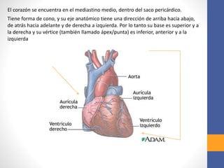 Anatomía del corazón y mediastino. | PPTX