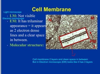 0.intro histology (female notes) | PDF