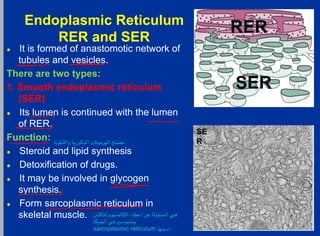 0.intro histology (female notes) | PDF